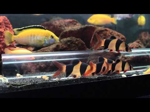 Clown Loach Update - Clear Tubes / Hideaway