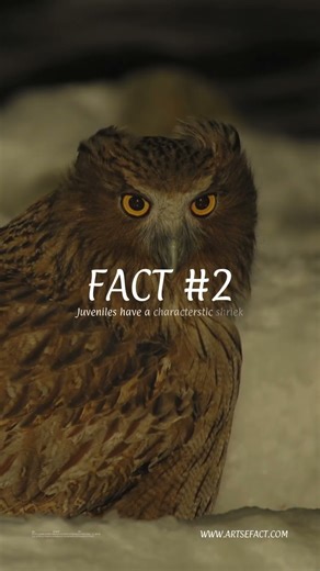 Meet the Blakiston's Fish Owl