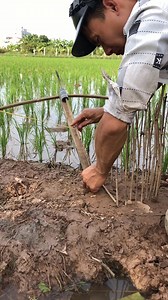 Bird traps with homemade crossbows #reels #reelsfb | Trap Bird