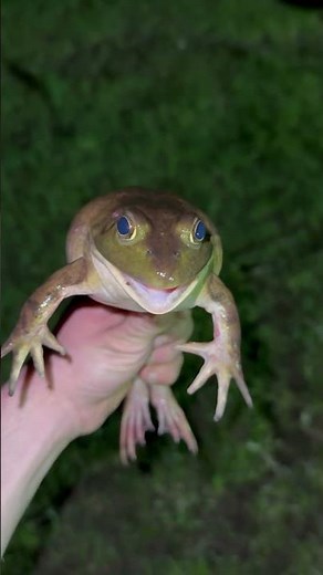 Screaming bullfrog screams