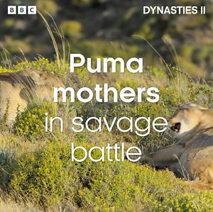 Fights this violent between female pumas are rare 🫣 Get caught up in the real-life drama with Sir David Attenborough as we delve into the secret lives of animals fighting for their family's survival. Find out more about #DynastiesII 👉 https://www.bbcearth.com/shows/dynasties-ii | BBC Earth
