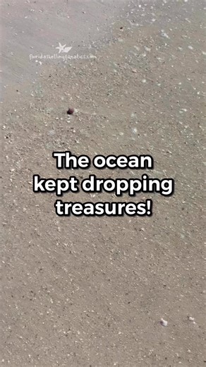 What’s the best shell you’ve ever spotted right as the tide receded? 🌊🐚 We had a great time shelling Keewaydin with Sand Dollar Shelling, Boat and Tiki Tours! 💯🏝️🛥️ The ocean kept dropping treasures — wave after wave, little gifts left behind as the water pulled back. This is the moment shellers wait for… eyes down, heart racing, and buckets ready. | Florida Shelling Fanatics