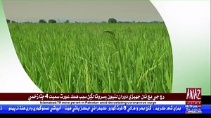 Awaz Television Network LIVE | Latest Pakistan & Sindh News 24/7 | Headlines , Bulletins | Awaz Tv