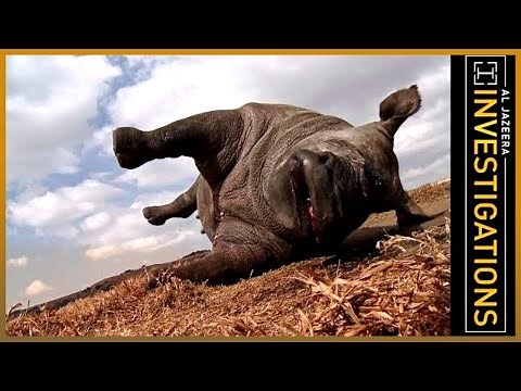 The Poachers Pipeline l Al Jazeera Investigations
