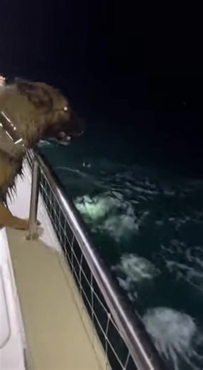 One-Second Mermaid Attack Footage