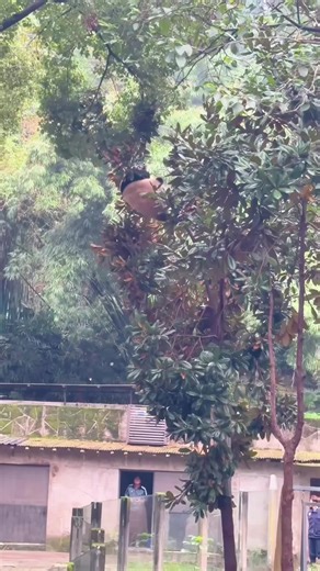 Mischievous Panda Moments in Fall