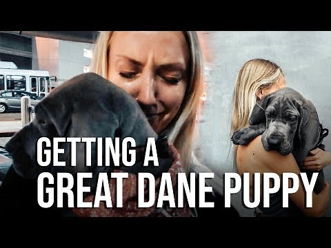SURPRISING MY GF WITH A GREAT DANE PUPPY || vlog002