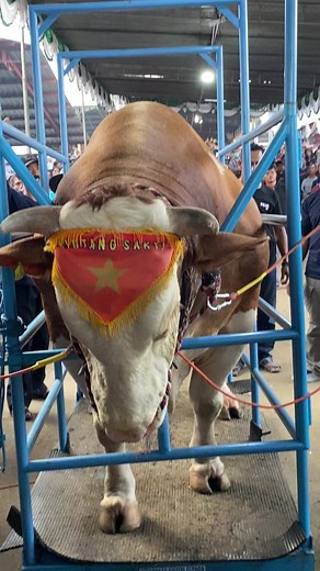 19K views · 329 reactions | SAPI MONSTER 400juta ! 1284 kg | LEMBU AGENG SQUAD | Facebook