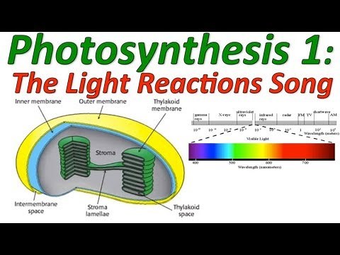 Photosynthesis: The Light Reactions Song