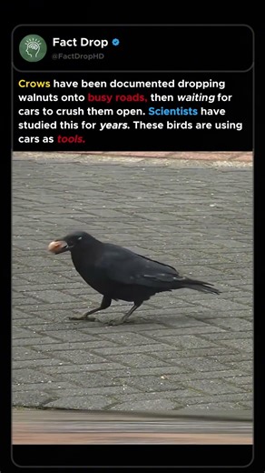 Crows Are Smarter Than You Think