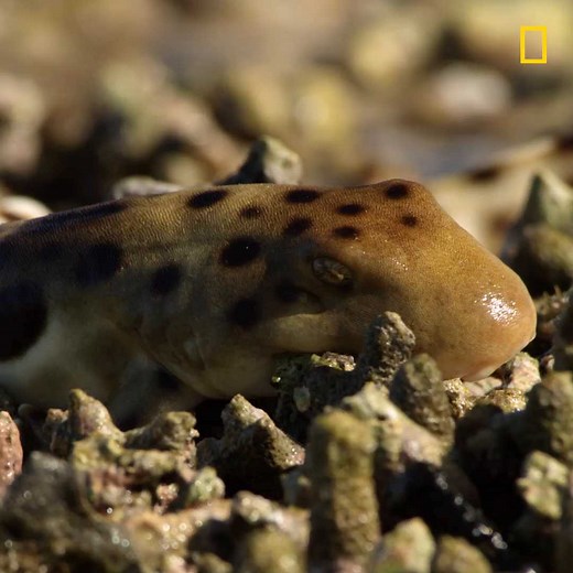 29K views · 330 reactions | Over its 9 million years on this planet, epaulette sharks have evolved to do something quite extraordinary and unexpected: it can walk on land! #Sharkfest | National Geographic TV | Facebook