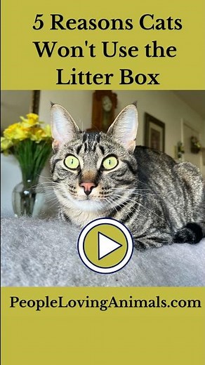 5 Reasons Why Cats Won't Use the Litter Box #shorts | Why Does Your Cat Pee Out of the Litter Box?