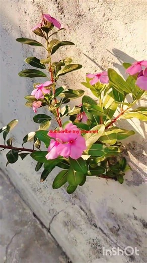 subscribe my channel@23-3-2026