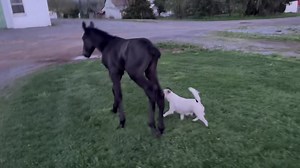 561K views · 10K reactions | 栗Happy Monday! We would like to introduce you to our two day old colt, Windermere’s Flint. This is Flints first time out of the barn and we are thankful for the help in steering him in the right direction from both Whinny and her pup Ruth. Flint is out of Windermere’s Fire, a daughter of the Supreme World Champion, Windermere’s North American Maid, Moose and he is sired by Walkerbrae Spartan. Have a marvelous Monday栗 | Windermere Farms | Facebook