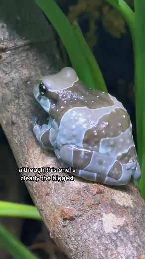 The Fascinating World of Amazon Milk Frogs: Understanding Their Mating Behavior