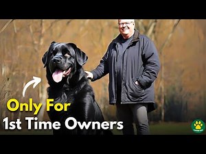 TOP 10 Large Size Dog Breeds ONLY For 1st Time Owners!