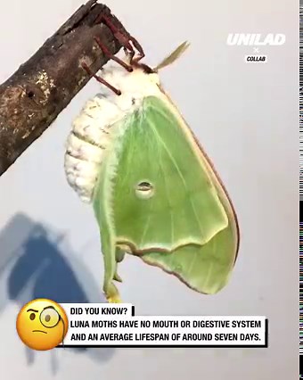 346K views · 6.6K reactions | Nature is incredible  | UNILAD | Facebook