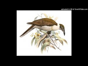 Susu Save Senis - Herai String Band