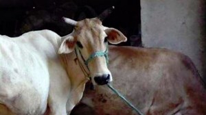 Maharashtra fodder scam exposed; Trade war looms over G20 Summit as Trump says India's high tariff unacceptable; more