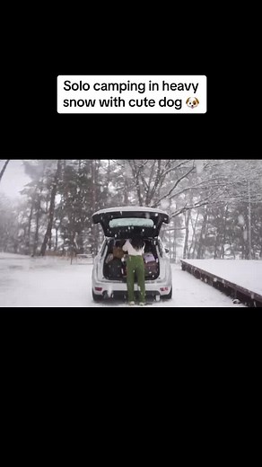 Solo camping in heavy snow with cute dog #camp #camping #camper #california #fyp #foryou #usa #campinglife #campingtools #outdoors #cold #tiktok #hot #outdoorlife #campingtents #rain #tent #campinggear #sleep #all #snow