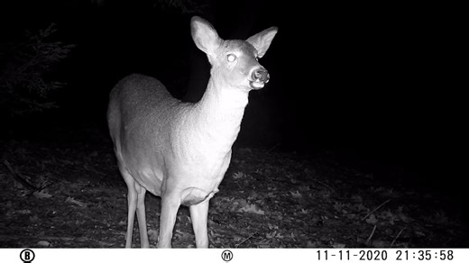 This Bushnell trail cam catches all the action on an active deer scrape—curious bucks, rutting behavior, and raw whitetail instincts on full display. #DeerScrapeAction #BushnellTrailCam #WhitetailBehavior | Ellen Roman