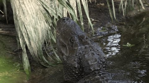 clip-3988590721-alligator-calling-mate-florida