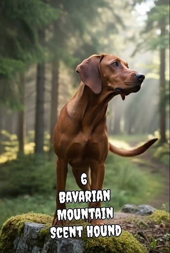 7 best Deer Tracking Dog 🦌#Short #deer #dogs