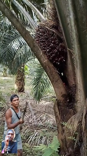 Palm kernel cutting techniques | Lookman