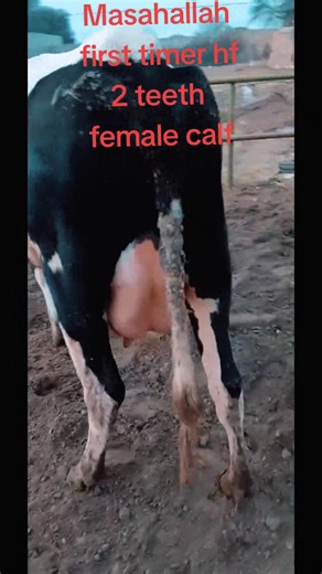 #farming #goraya #farmlife #trending #pakistan