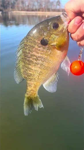 First 10 Inch Bluegill #freshwaterfish #fish #njfishing #fishing #bluegill #slab #panfish #sunfish