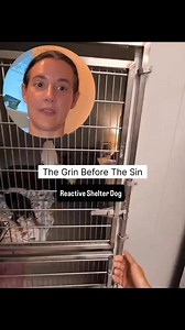 Alright, so I think this dog isn’t adoptable. And I think this because he’s showing clear aggressive behaviors towards his handlers. This is likely to continue in the home, as this dog is in a cozy office doing this. Is it barrier aggression? I don’t know but I doubt that that is all that’s at play and even if it was barrier aggression is never a stand alone island. It’s something showing more insidious issues (in nearly every case I’ve ever seen). Why would I say to never adopt a dog like this?