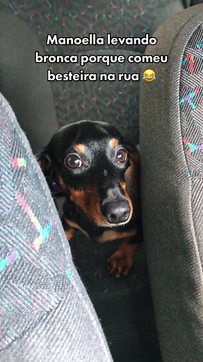 a carinha dela levando bronca 🥺🥺❤️ #manoellathedog #cachorrosdotiktok #cachorrosalsicha #daschundsoftiktok