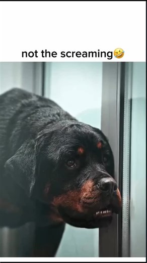 Zone.maa on Instagram: "“Show Dogs” is a 2018 family comedy film that follows Max, a tough and street-smart Rottweiler police dog who’s forced to go undercover at a prestigious dog show to solve a case. After a rare panda is stolen, Max teams up with a human FBI agent named Frank. The unlikely duo must infiltrate the world of pampered show dogs and pose as contestants to uncover the smuggling ring behind the crime. Along the way, Max learns to embrace the glitz and glamour of the show dog world 