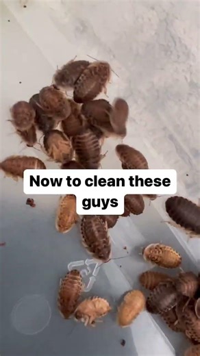 Asmr version of cleaning up the roach coach