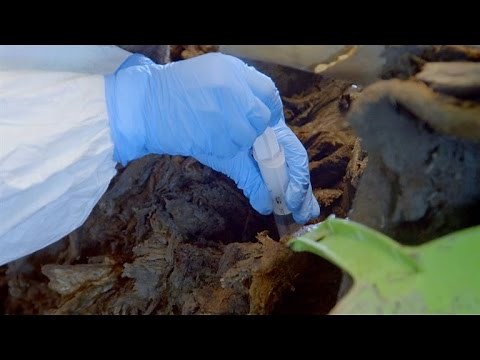 Can This Man Bring Back the Woolly Mammoth?