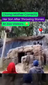 A chimp mother was seen correcting her son after throwing rocks at zoo visitors 🥹 #vibefm | Vibe FM