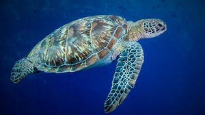 Scientists warn 1 in 3 plant and animal species could be extinct in 50 years