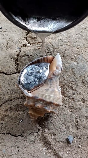 Rosenthal Snails on Reels