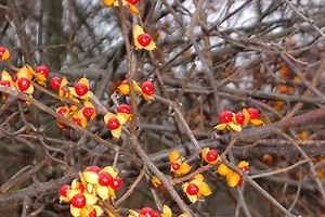 Oriental bittersweet: An aggressive, invasive plant