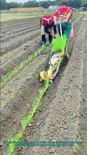 Vegetable Transplanting: Paper-Chain Green Onion Planting