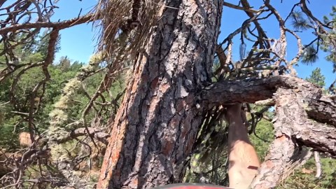 First Cuts with a Powerful Battery Chainsaw