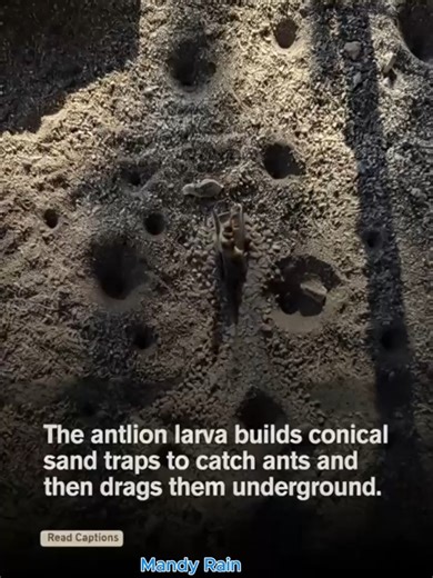 The antlion larva is one of nature’s most ingenious hunters. It digs tiny cone-shaped pits in sandy soil that act as traps for ants and other small insects. The steep walls of the pit make it nearly impossible for prey to escape once they fall in. Hidden at the bottom, the larva waits motionless until an ant slips down the slope. Then, with lightning speed, it uses its powerful jaws to seize the victim and drag it beneath the sand. This strategy allows the antlion to feed efficiently while stayi