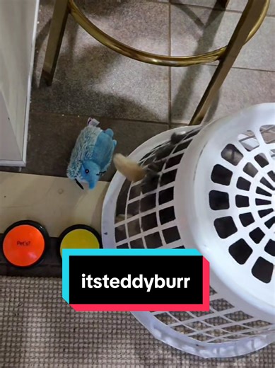 and this is how teddy plays with toys while in his protection hamper. we cut lil holes in the basket so he can grab stuff lol #fyp #viral #puppy #cute #funny