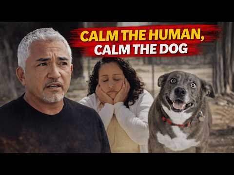 You’re Accidentally Triggering Your Dog | Better Human Better Dog | S03E12