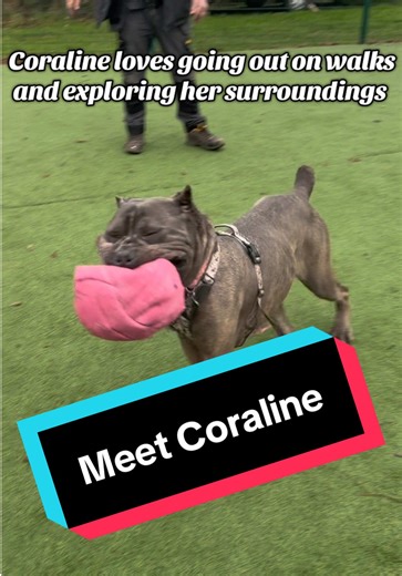 Adopt Coraline: Sweet Playful Cane Corso Cross