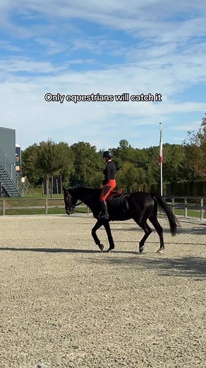 If you know, you know 😉 Only equestrians will catch it. 🐴 California Pan 📸 @equi_team_for_sale 📞 40 793 228 482 #EquiTeamForSale #EquestrianVibes #HorseRider #ShowJumpingLife | Equi Team Horses