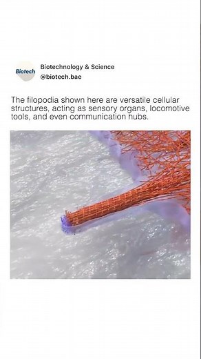 filopodia Structure and Characteristics - Easy understanding concept