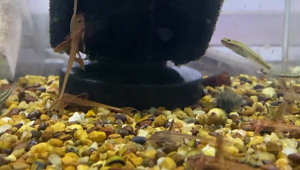 Red lizard Whiptail …! | YOKO JP Aquarium | Facebook