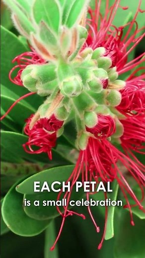 Vivaldi – Spring in Bloom | A Time-Lapse of Nature Awakening