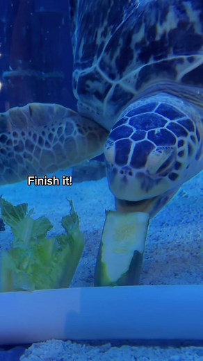 Charlotte's New Salad Bar Delights at the Aquarium